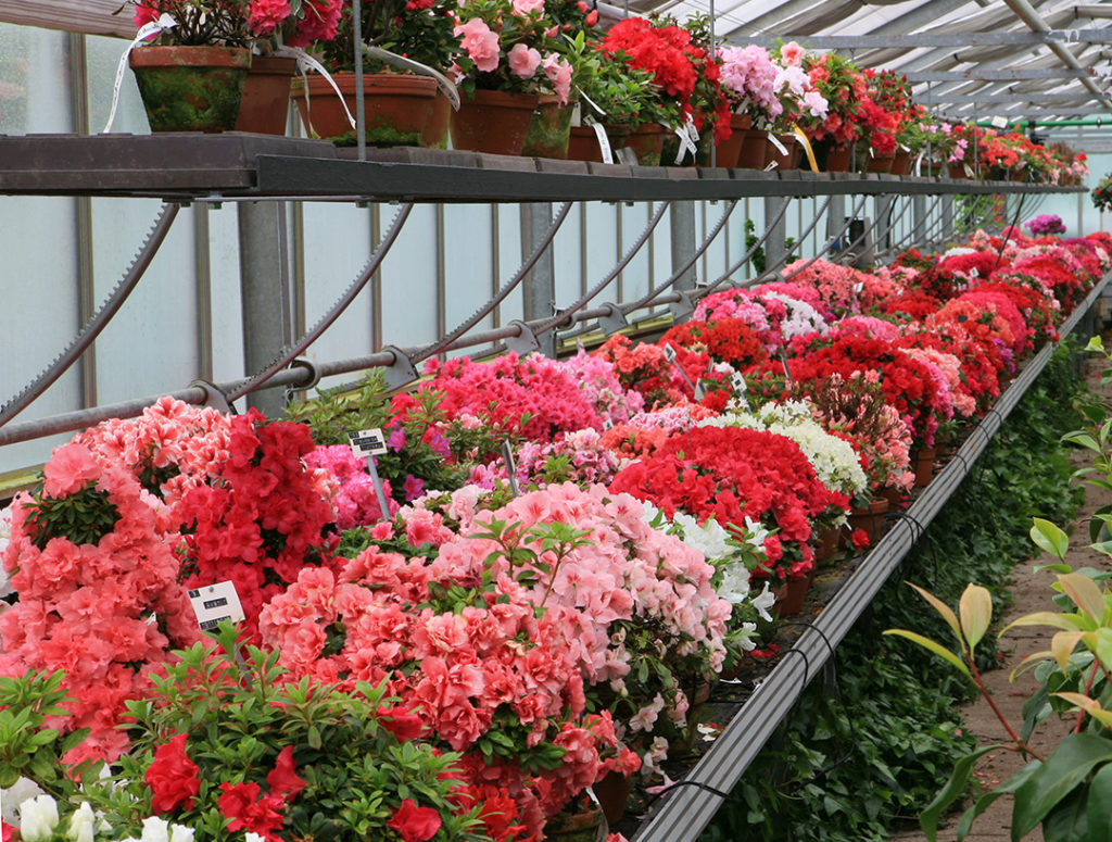 Azaleen – Kamelienschloss